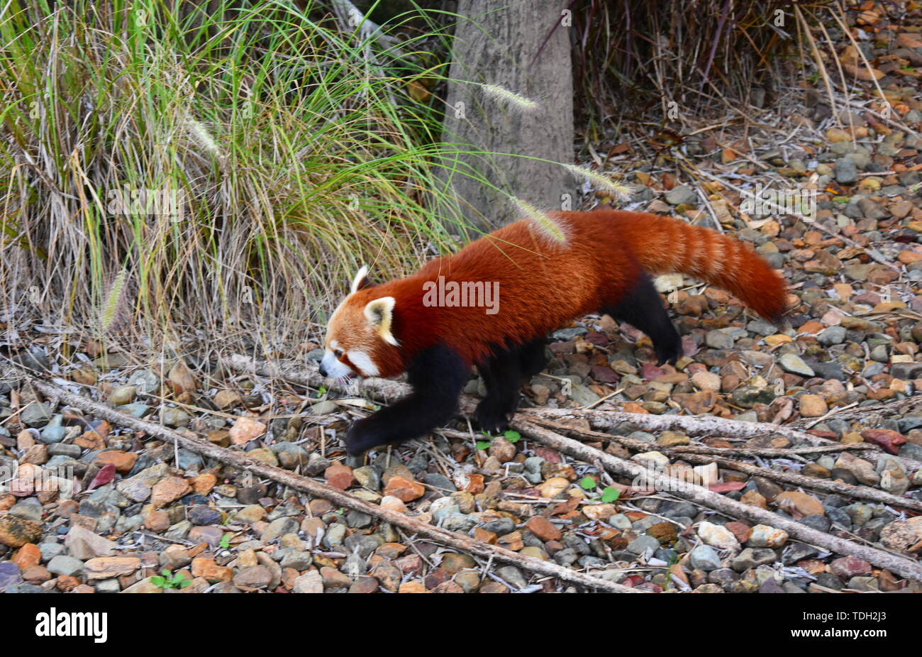 Beerwah Australia Apr 22 2019 The Red Panda Ailurus Fulgens Has