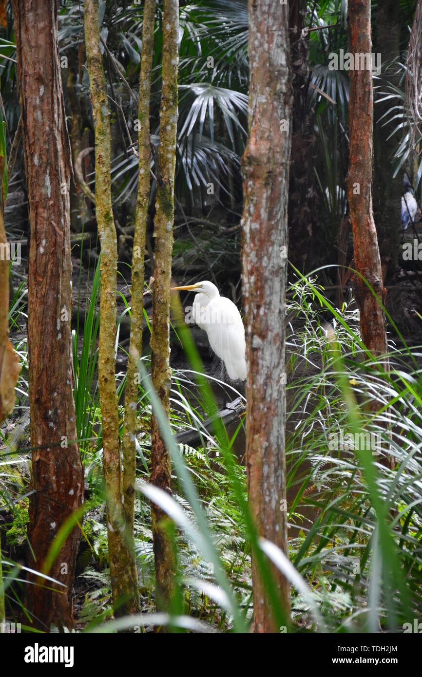 The great white egret (Ardea alba) or heron is One of Australia’s most ...