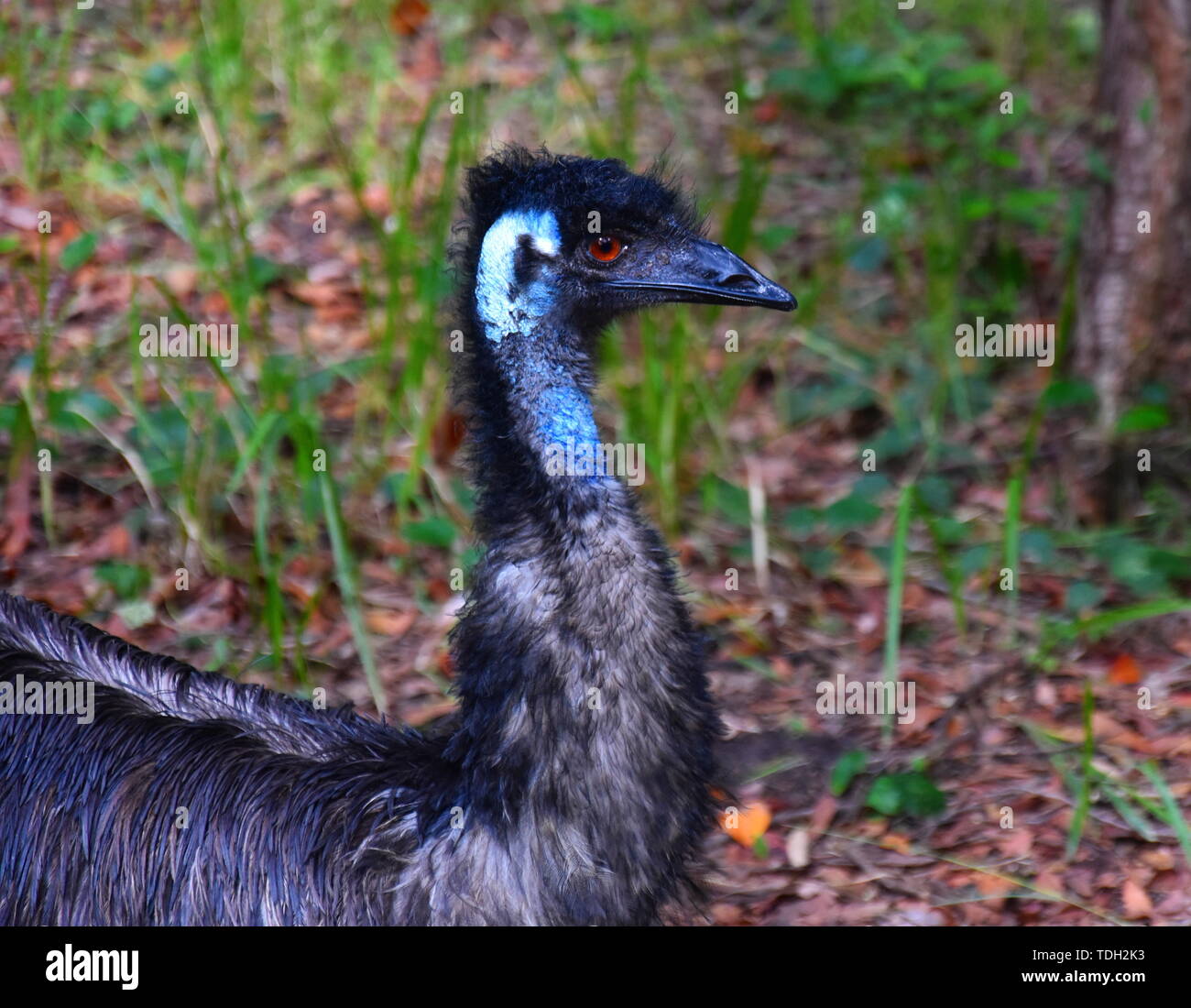 Southern cassowary, Casuarius casuarius, also known as double-wattled cassowary, Australian big ...