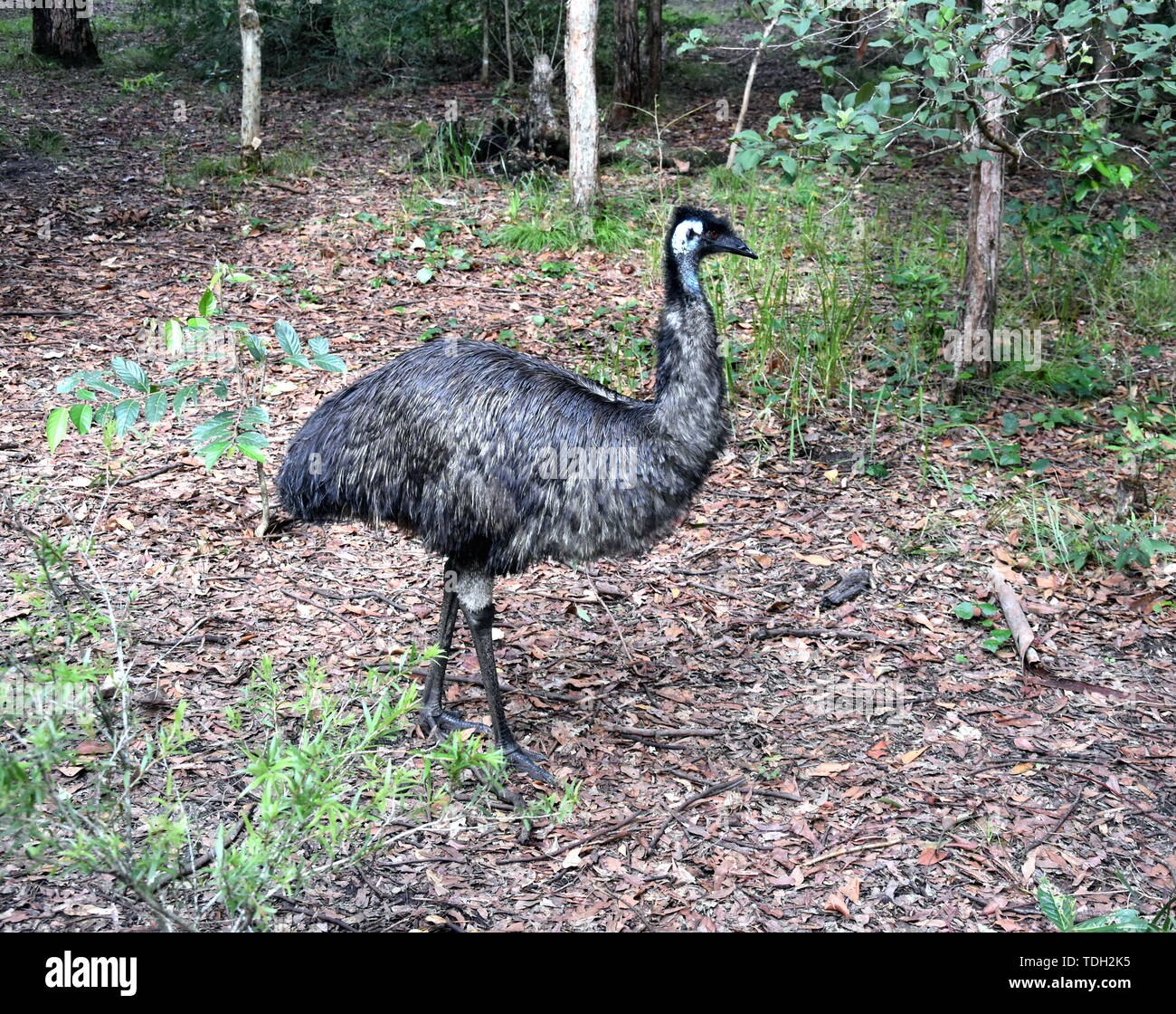 Southern cassowary, Casuarius casuarius, also known as double-wattled ...