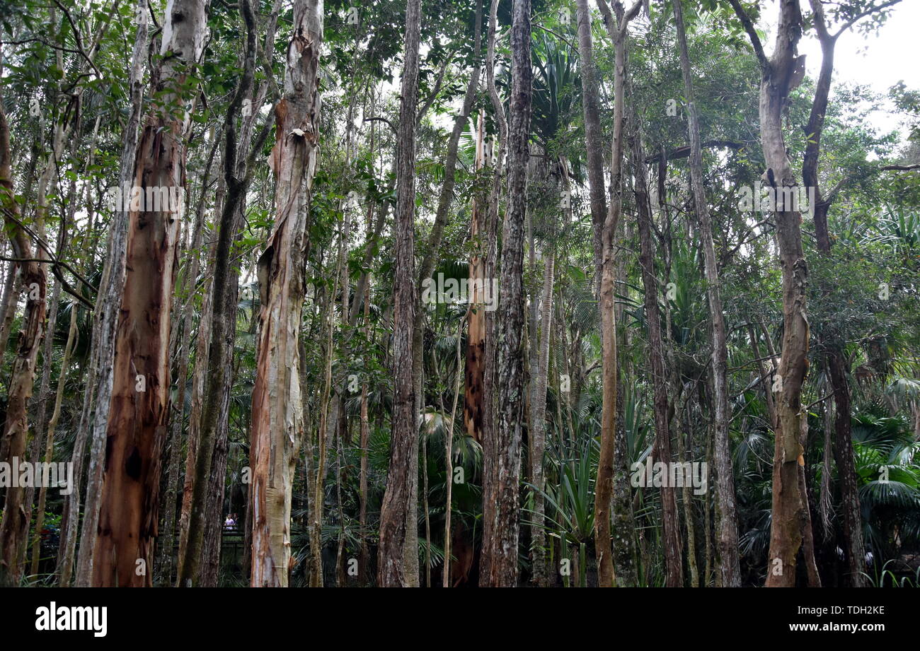 Evergreen forest trees environment, ecology of green tree in tropical ...