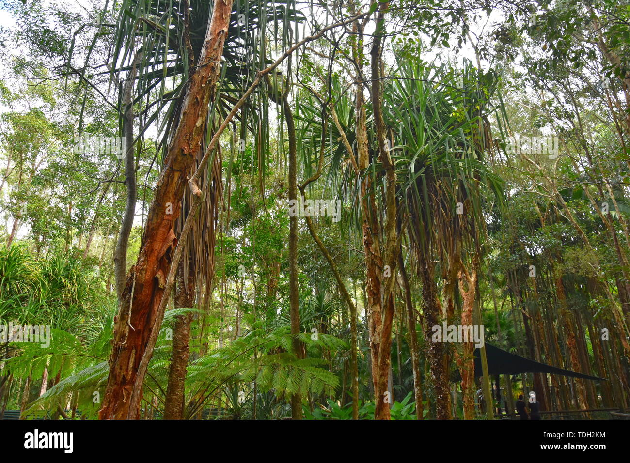 Evergreen forest trees environment, ecology of green tree in tropical ...