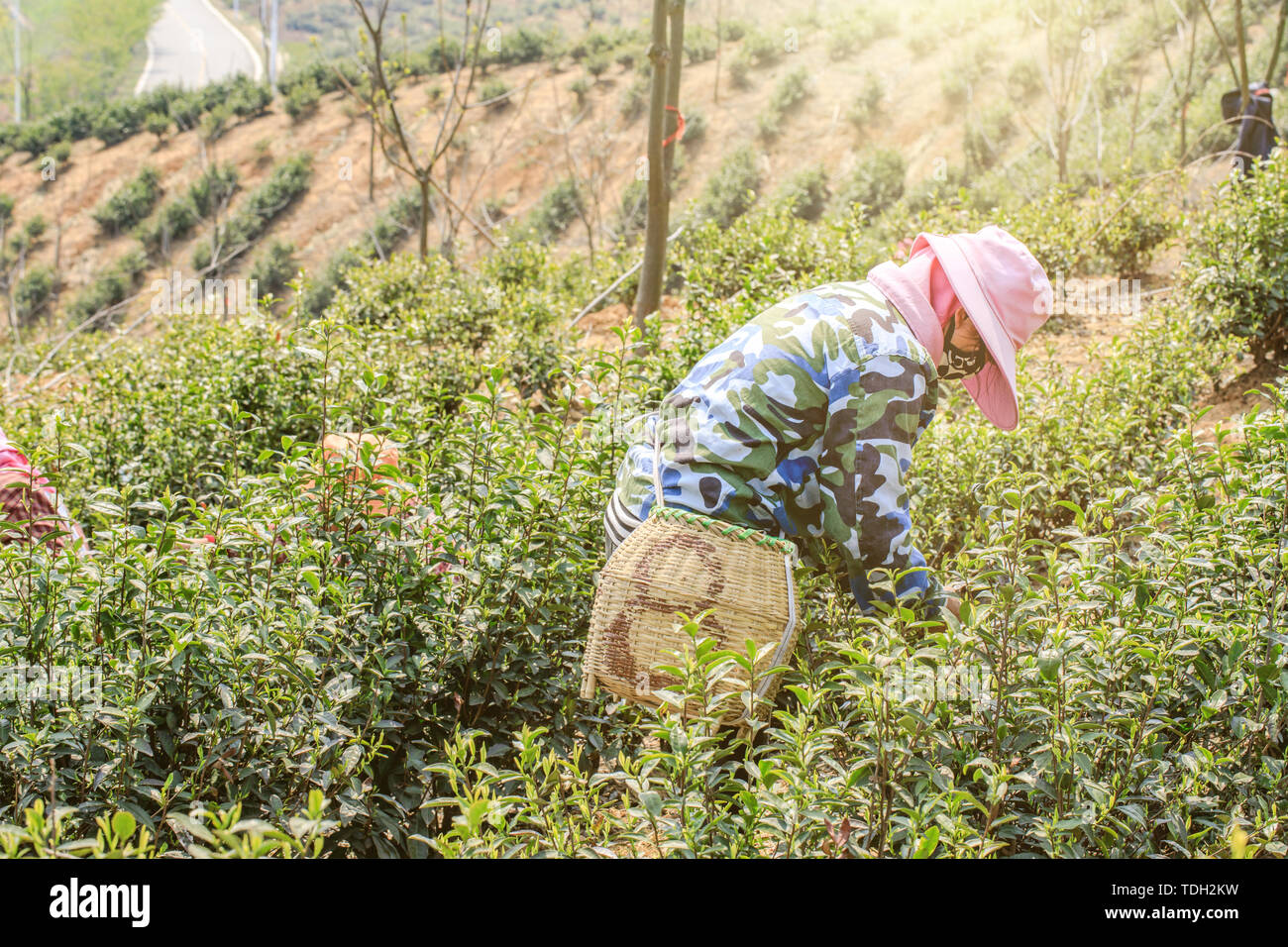 ecological tea garden Stock Photo - Alamy