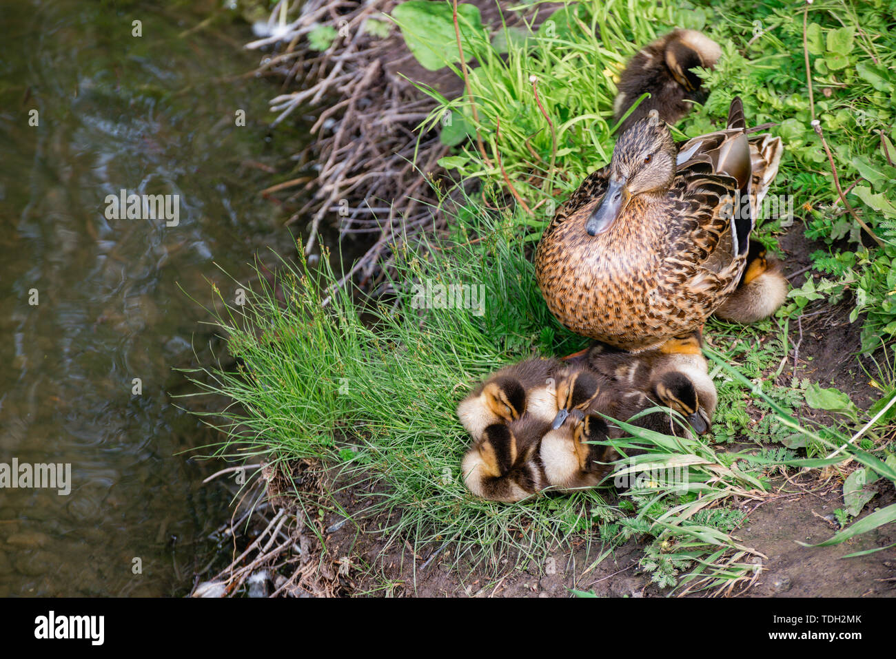 Female duck child ducklings hi-res stock photography and images - Alamy