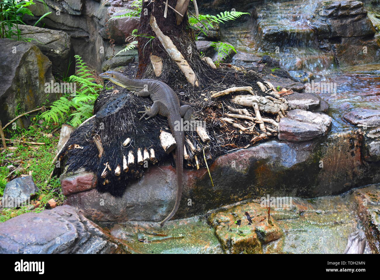 Asian Water Monitor Enclosure