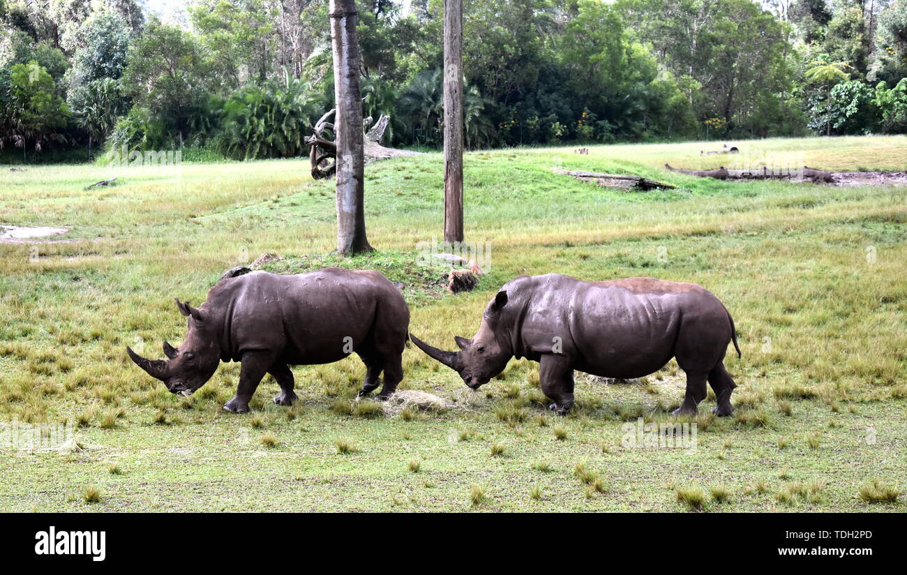 Southern white rhinoceros eating grass Stock Photo - Alamy