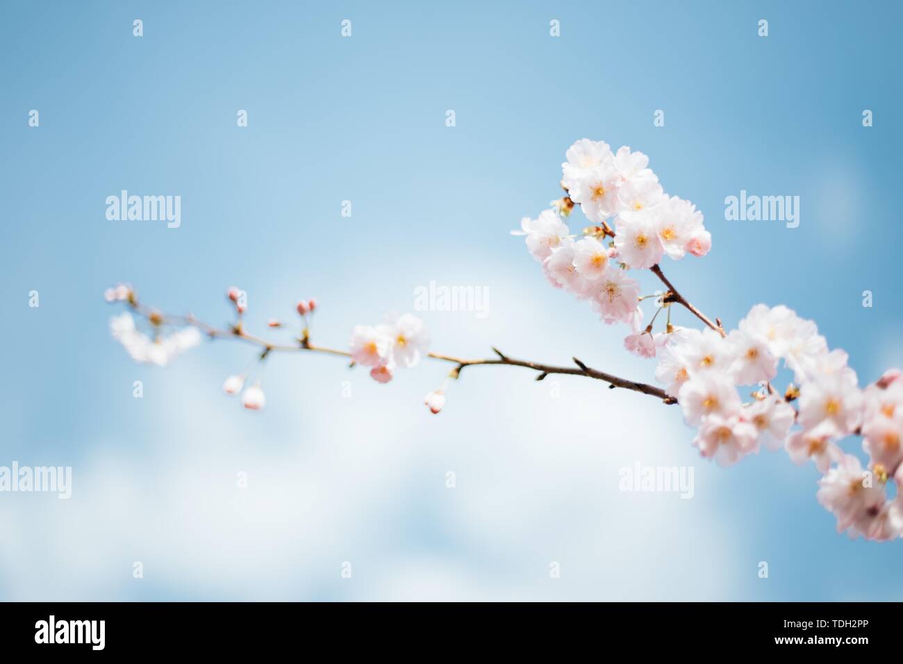 Beautiful cherry blossoms in spring Stock Photo - Alamy