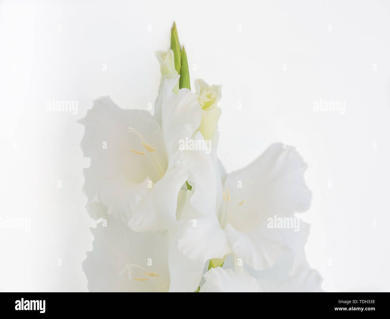 Foreground of white flower on white background Stock Photo - Alamy