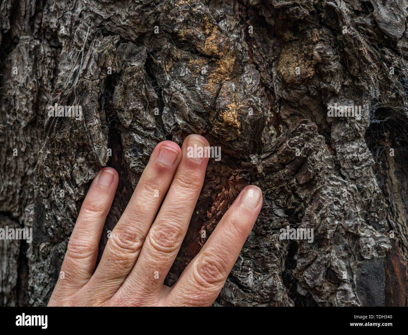 Hand touching a tree - Feel nature concept Stock Photo - Alamy