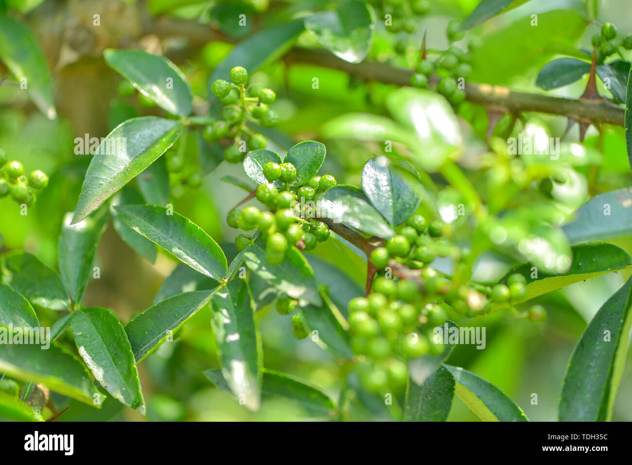 Pepper rattan pepper branch close-up HD large picture Stock Photo - Alamy