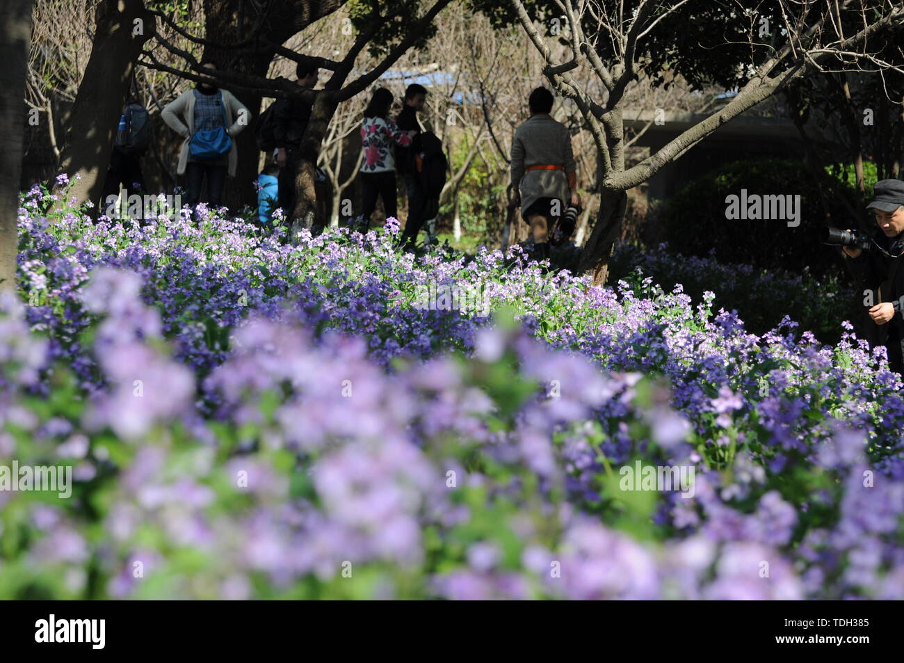 Nanjing forestry university hi-res stock photography and images - Alamy