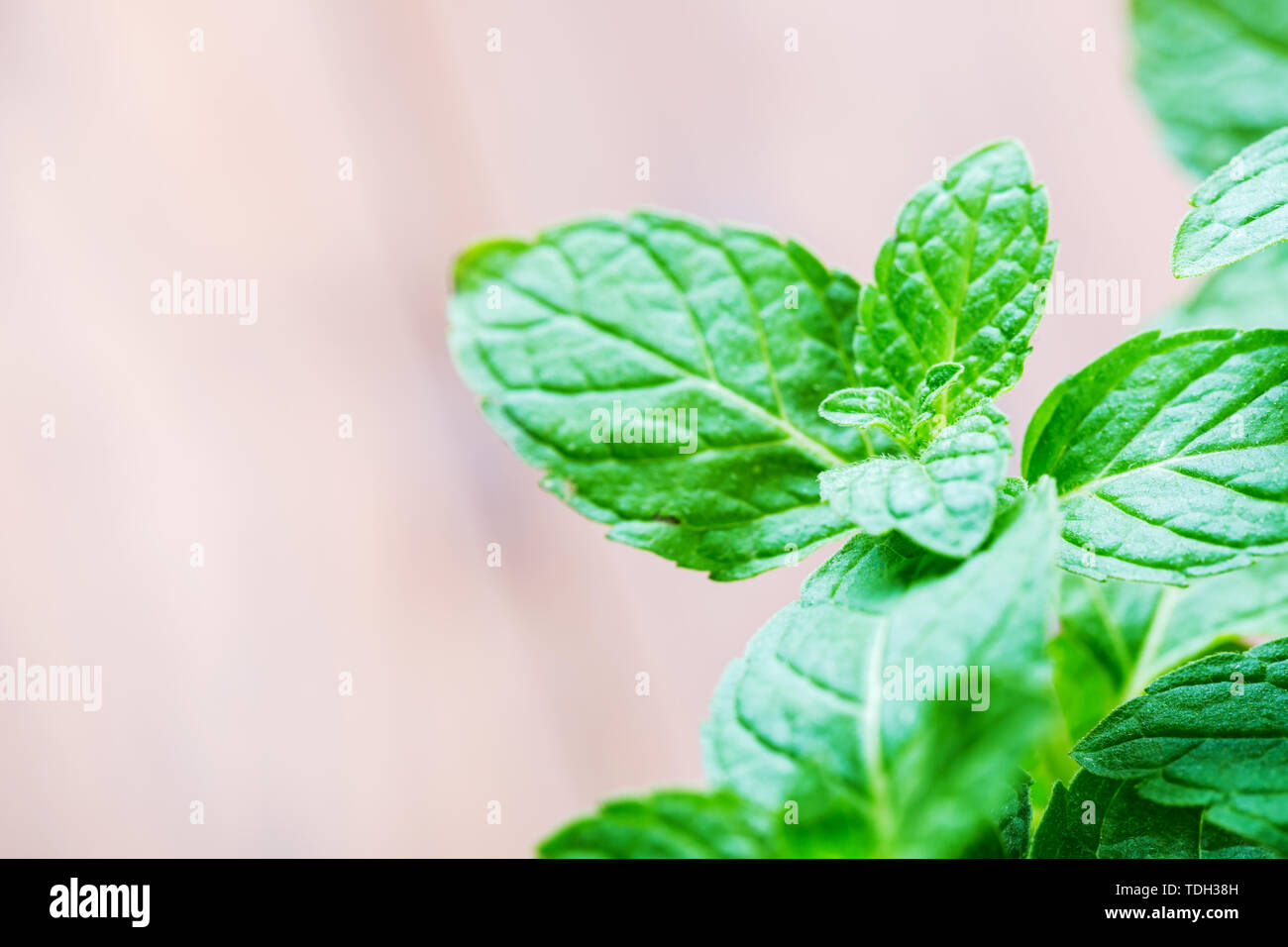 Naturally organic mint leaves Stock Photo - Alamy