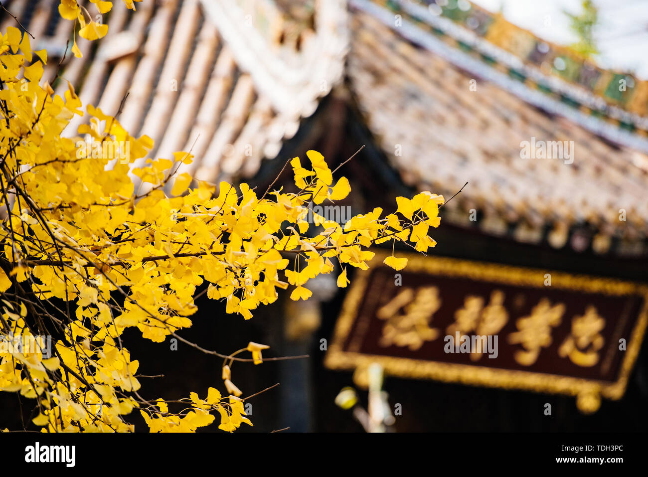 Autumn scenery of Ginkgo biloba at Qingyang Palace in Chengdu Stock ...