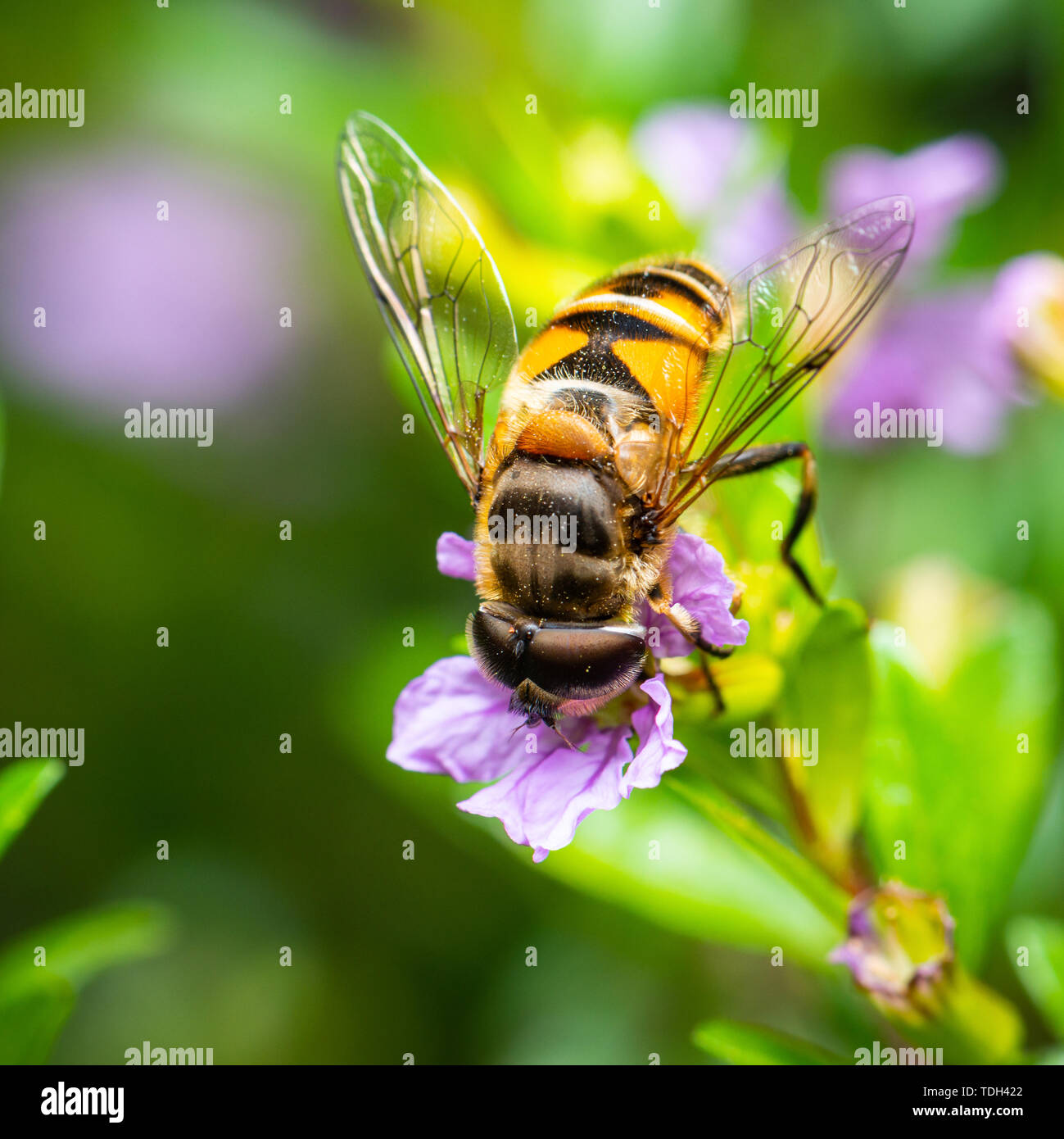 False Bee High Resolution Stock Photography and Images - Alamy
