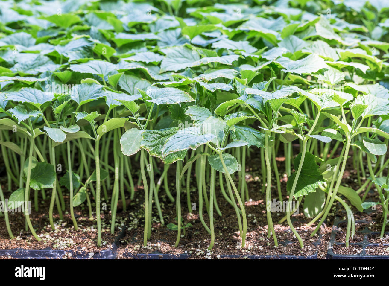 Melon sheds hi-res stock photography and images - Alamy