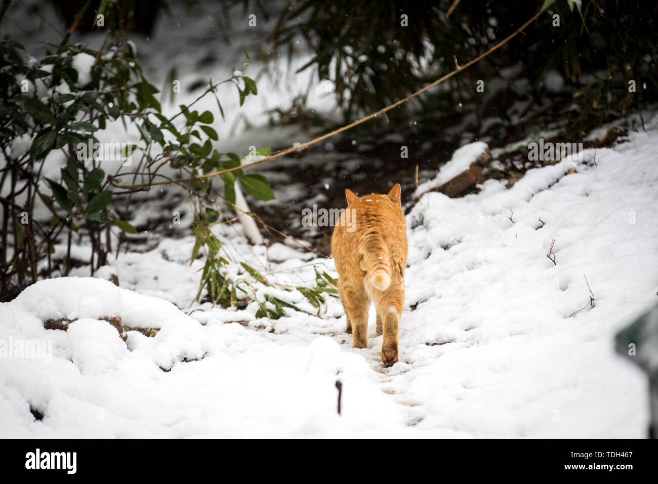 A wandering life Stock Photo - Alamy