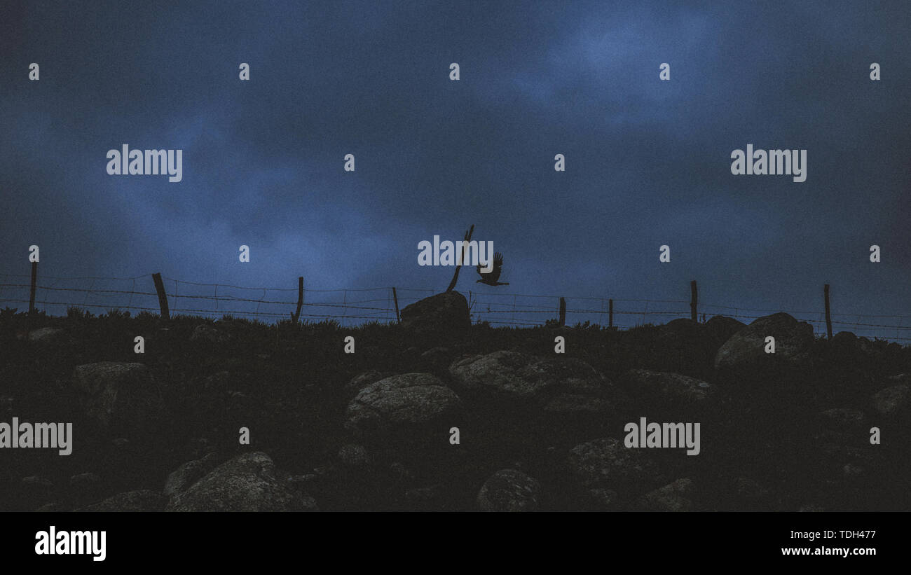 Sheep and Eagle Stock Photo - Alamy