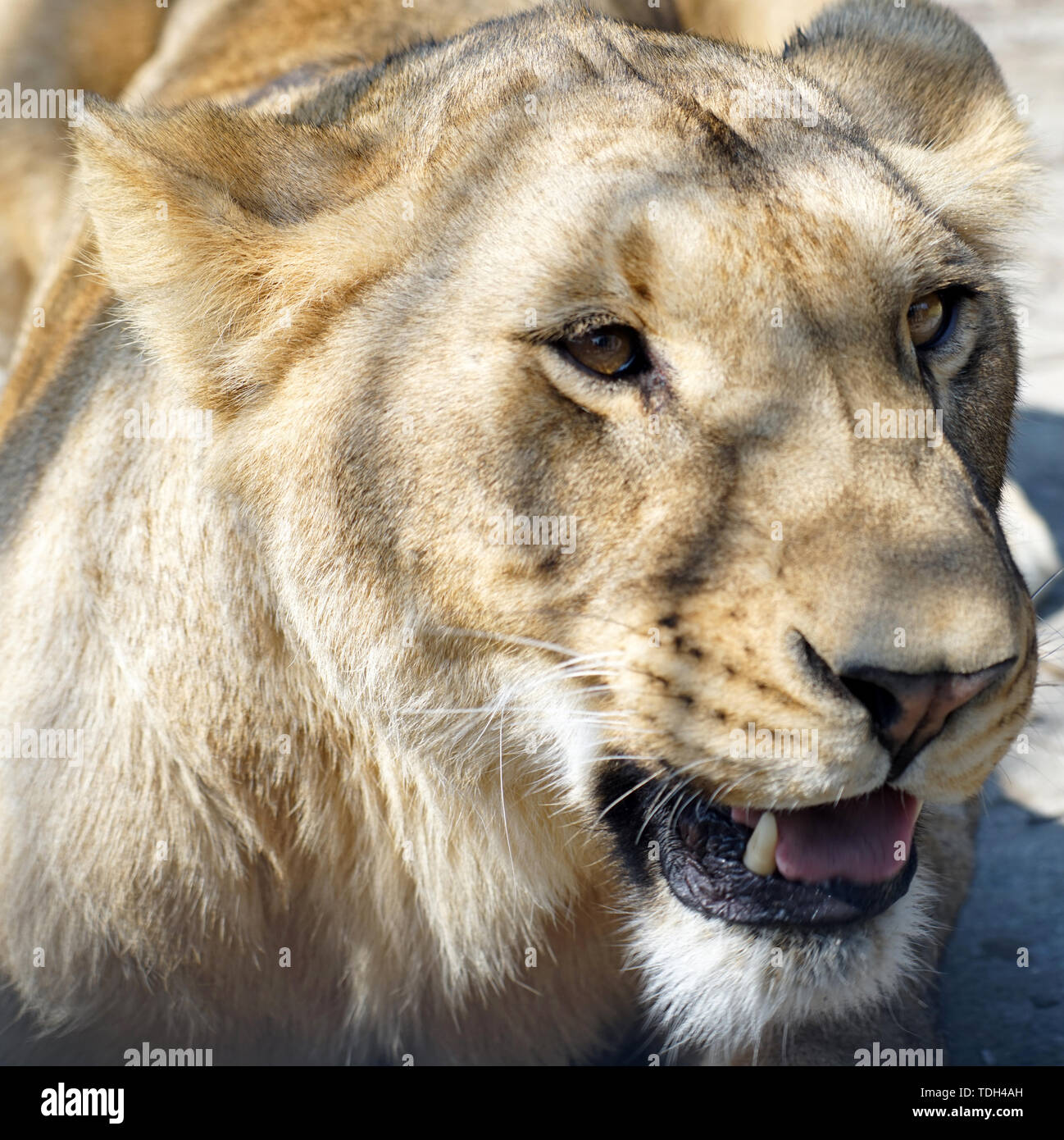 Yagor zoo hi-res stock photography and images - Alamy