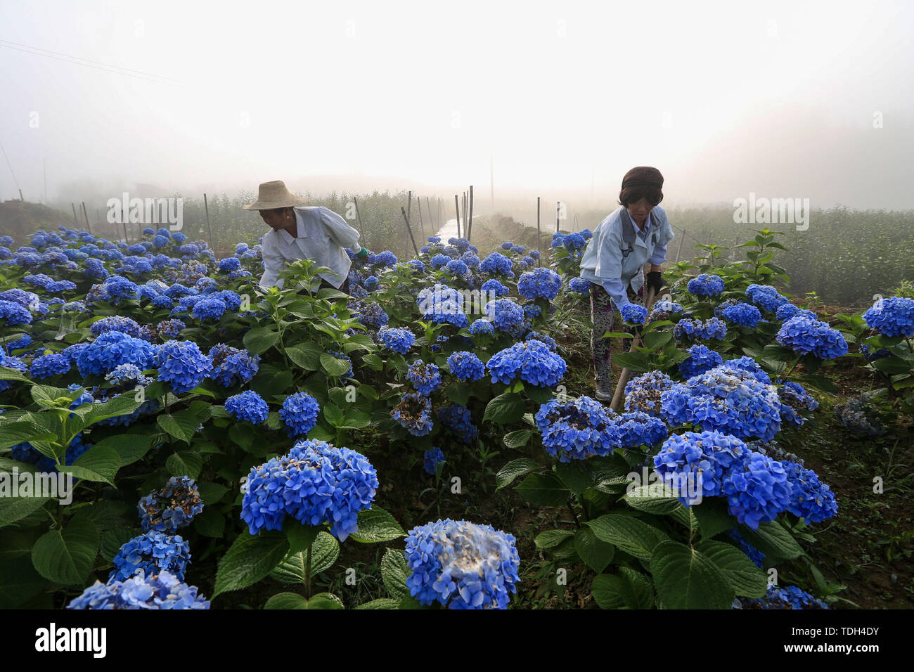 Beijing, China's Hunan Province. 14th June, 2019. Farmers work in a ...