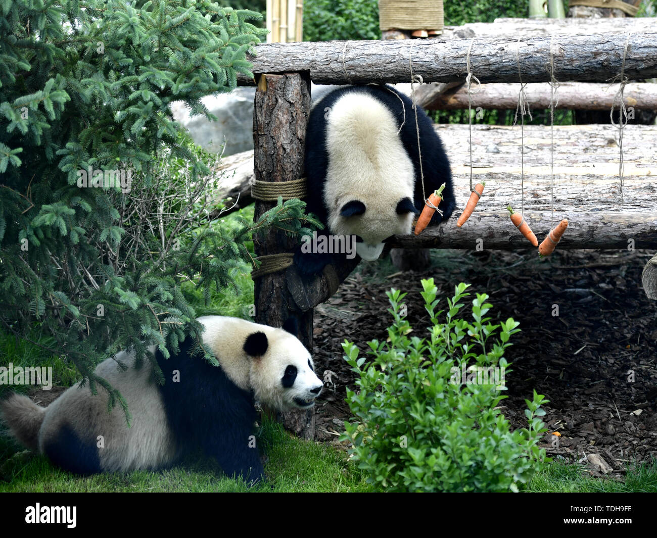 Qinghai, China. 16th June, 2019. Two giant pandas are seen in the panda ...