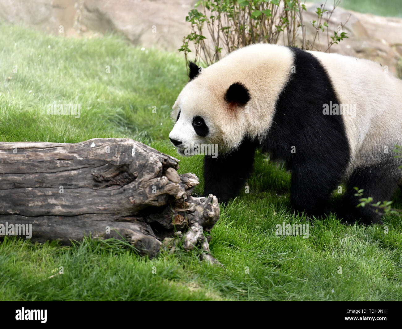 Qinghai, China. 16th June, 2019. A giant panda is seen in the panda ...