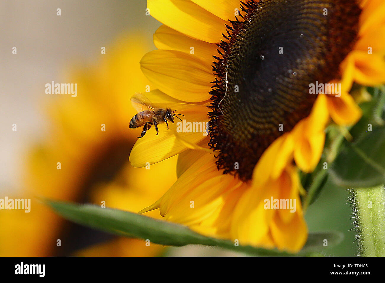 Quezon City, Philippines. 16th June, 2019. A bee collects sunflower ...