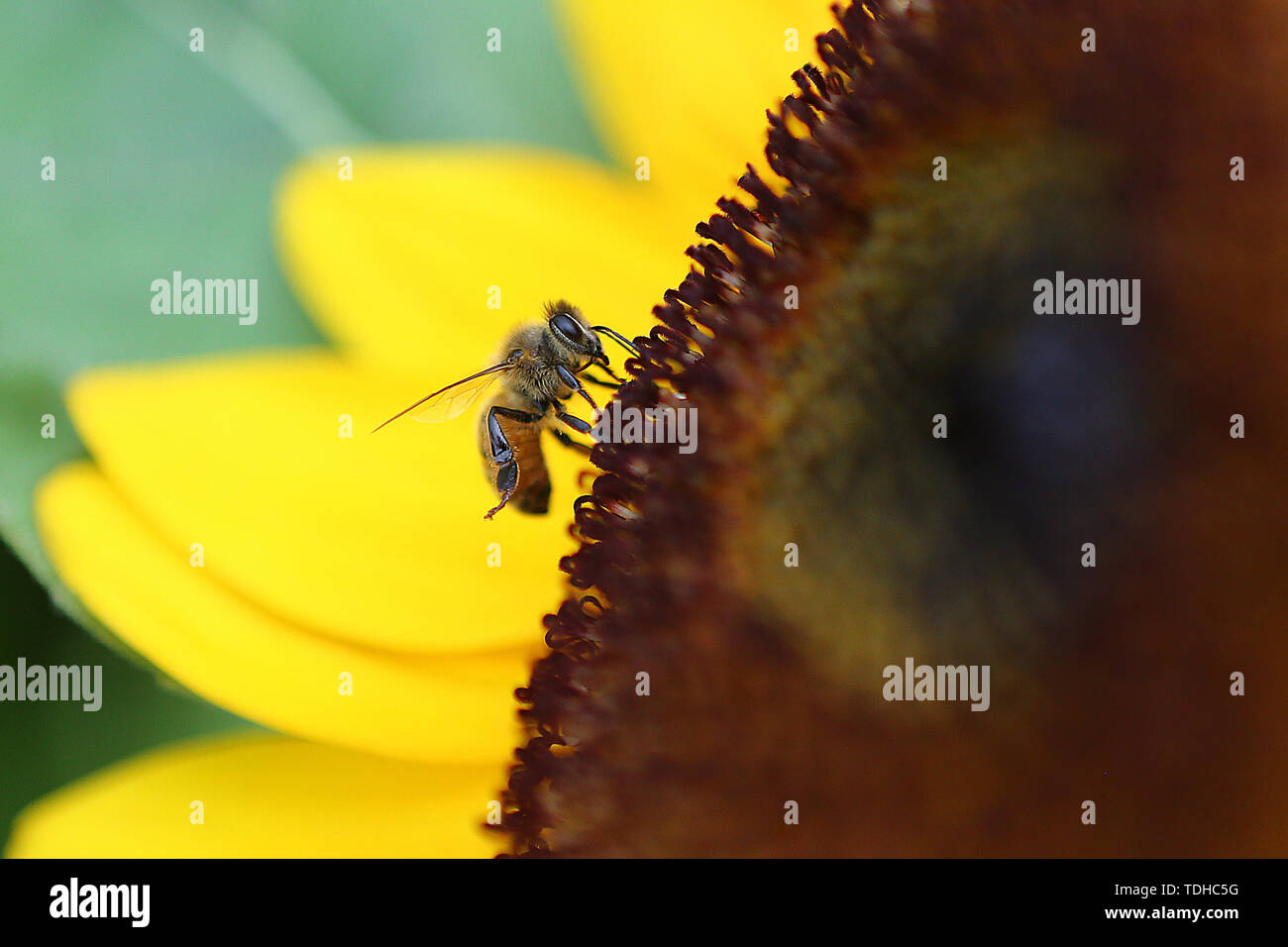 Quezon City, Philippines. 16th June, 2019. A bee collects sunflower ...