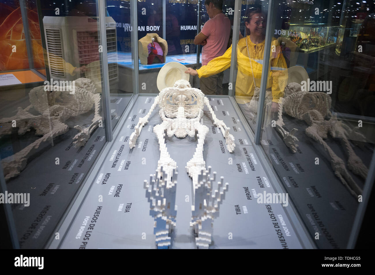 Malaga, Spain. 16th June, 2019. A mockup of a human skeleton displayed ...