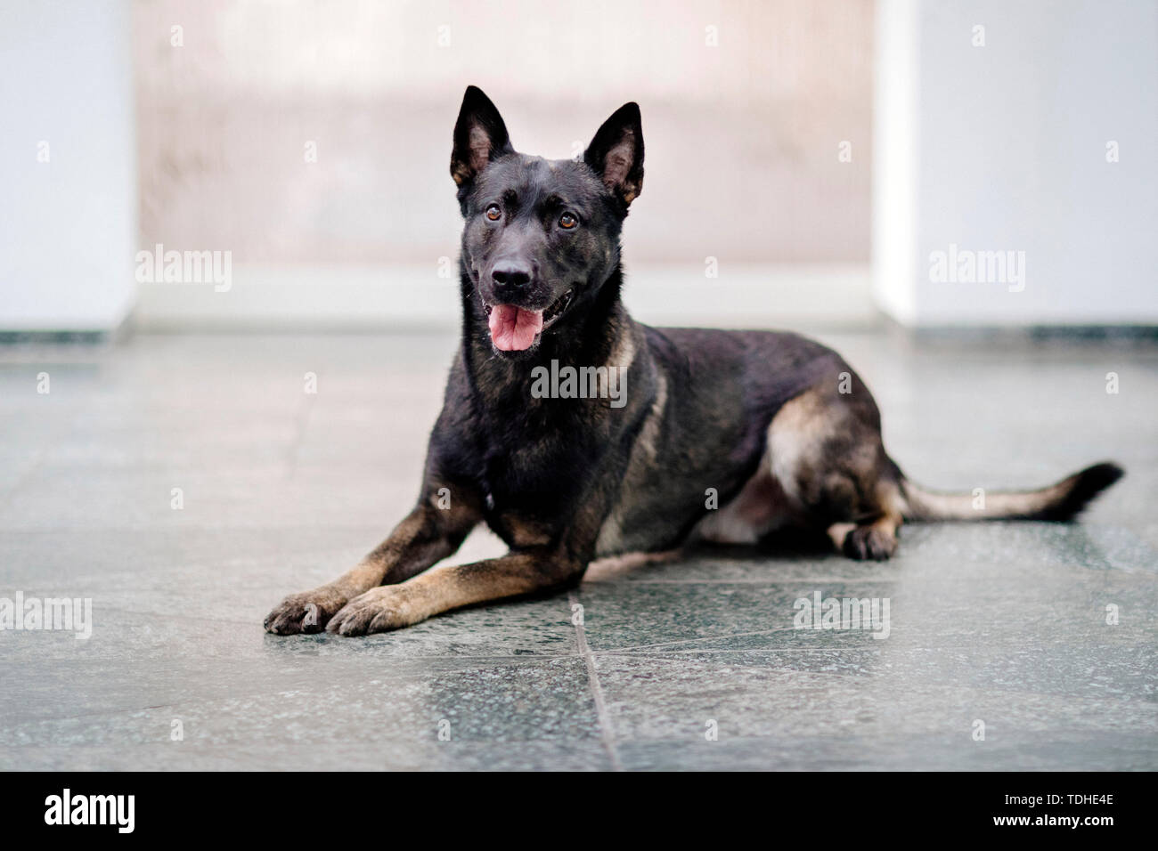 Police dog tracking dog hi-res stock photography and images - Alamy