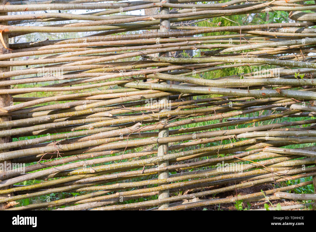 Branches woven together hi-res stock photography and images - Alamy