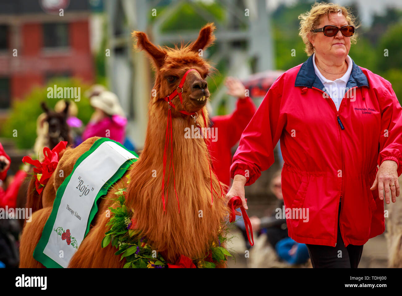 Portland, Oregon, USA - June 8, 2019: The Llamas of Southwest ...