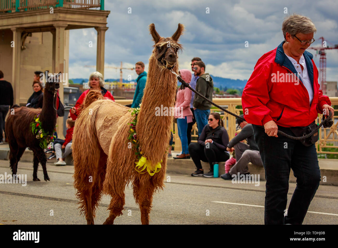 Portland, Oregon, USA - June 8, 2019: The Llamas of Southwest ...