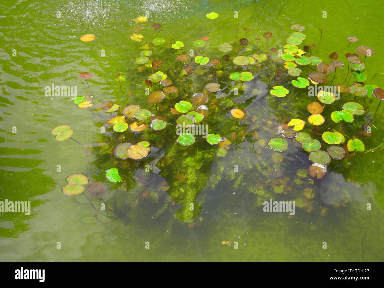 Beautiful pond with water Lily plant, background Stock Photo - Alamy