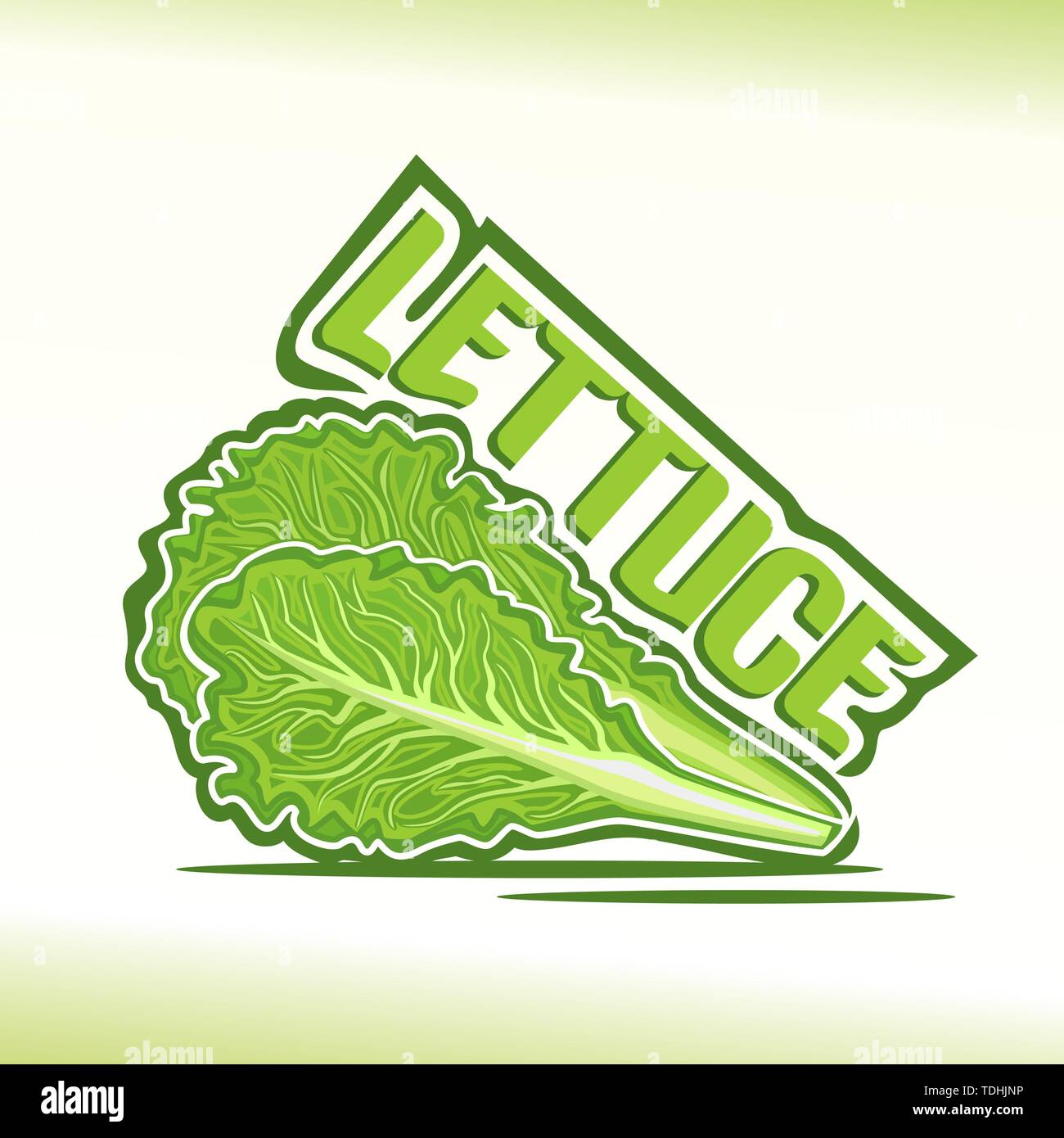 Green lettuce salad Stock Vector Images - Alamy