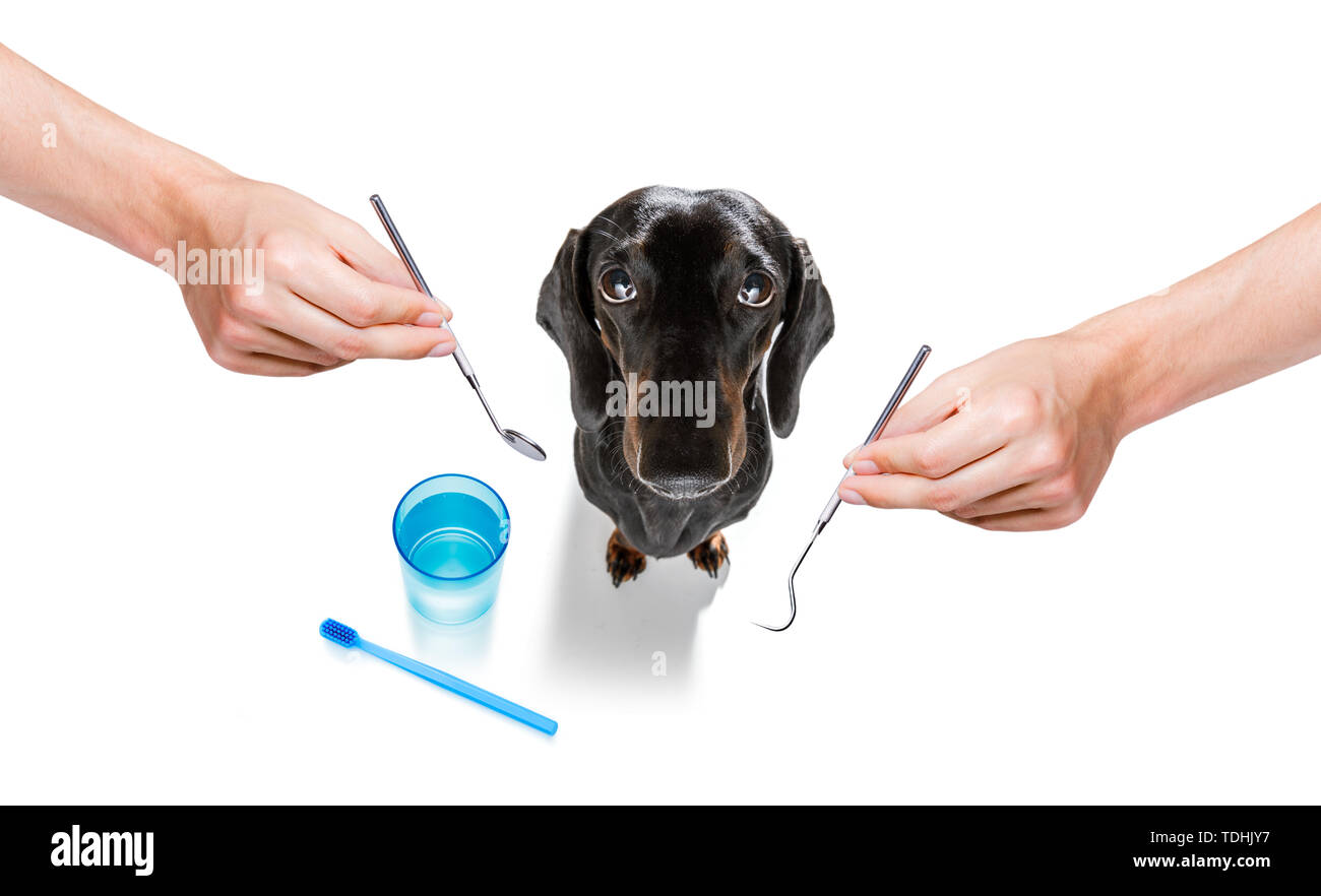 sausage dachshund dog holding a toothbrush with mouth , isolated on ...
