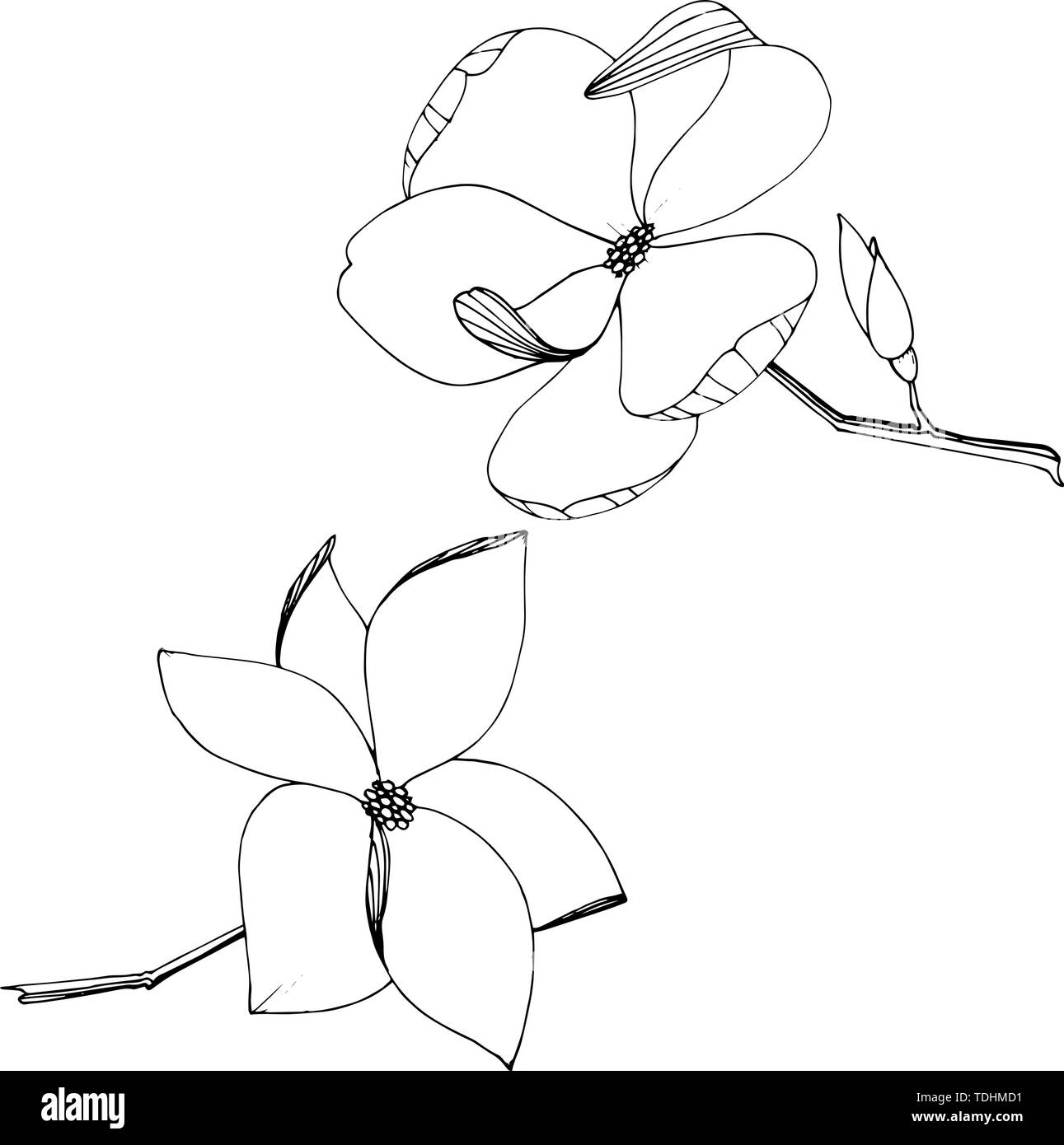 Vector Magnolia foral botanical flowers. Wild spring leaf wildflower ...
