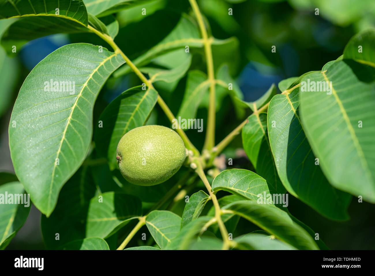 Walnut tree black hi-res stock photography and images - Alamy
