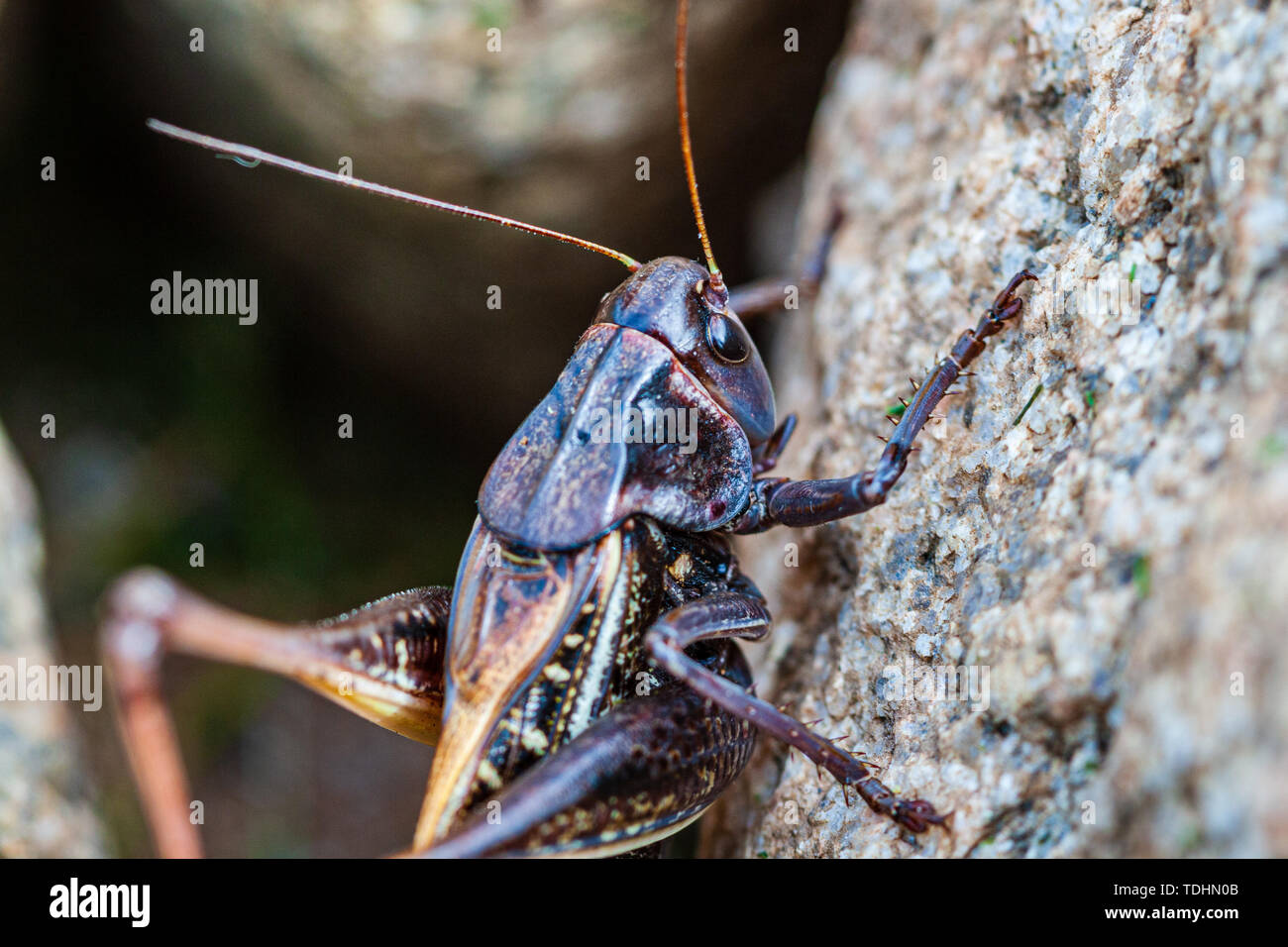 small insect in nature with emvironment details Stock Photo - Alamy