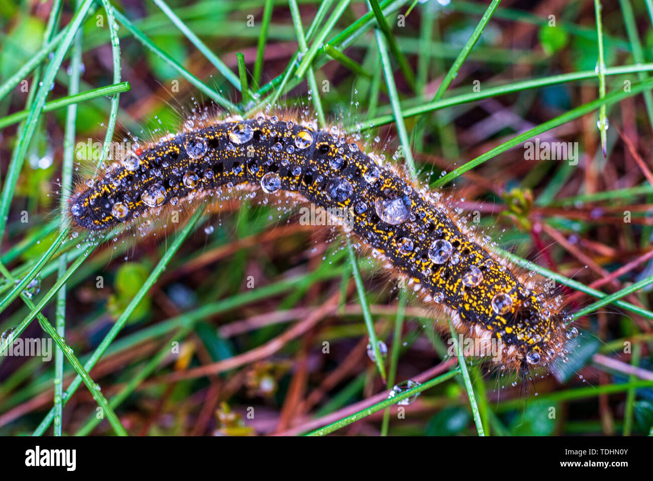 small insect in nature with emvironment details Stock Photo - Alamy