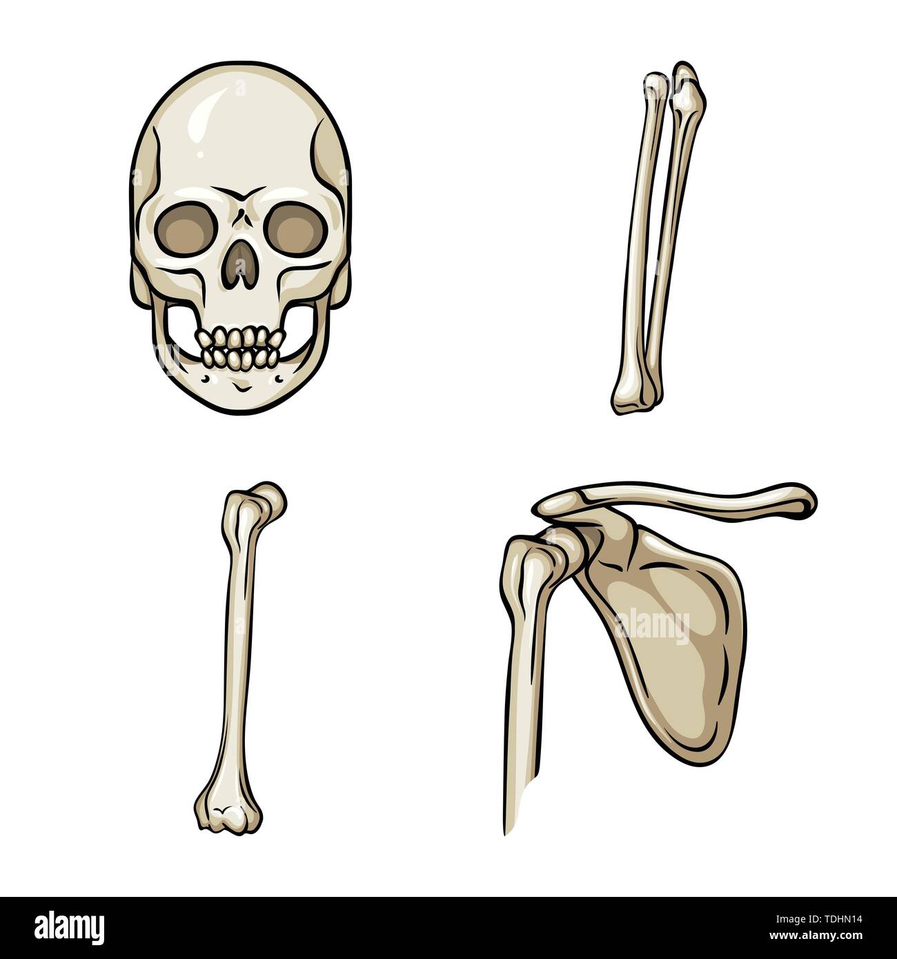 skull,femur,death,broken,pelvis,monster,leg,fibula,hip,evil,knee,shin ...