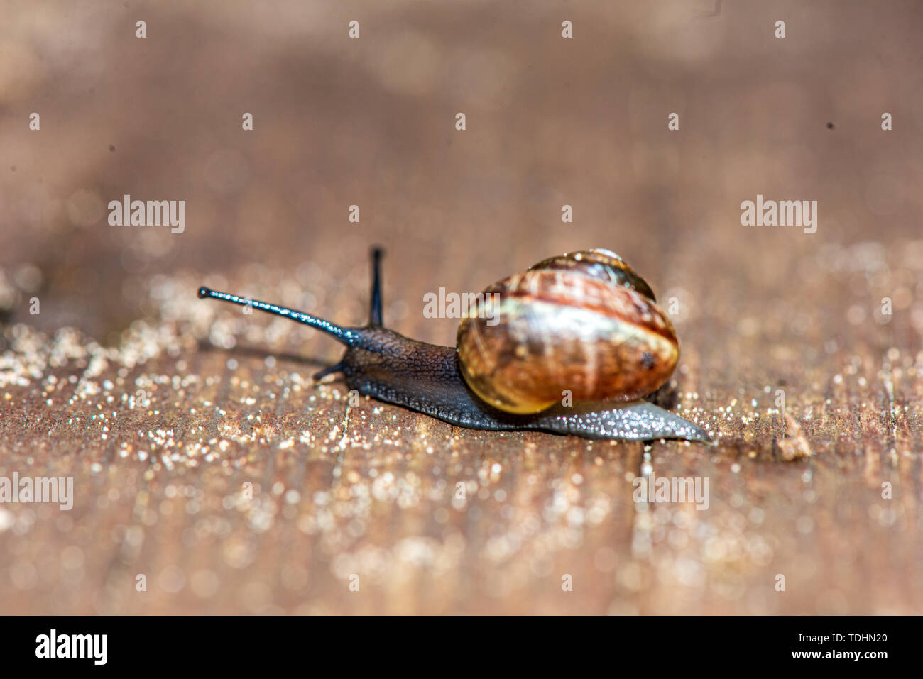 small snail crossing the road in summer Stock Photo - Alamy