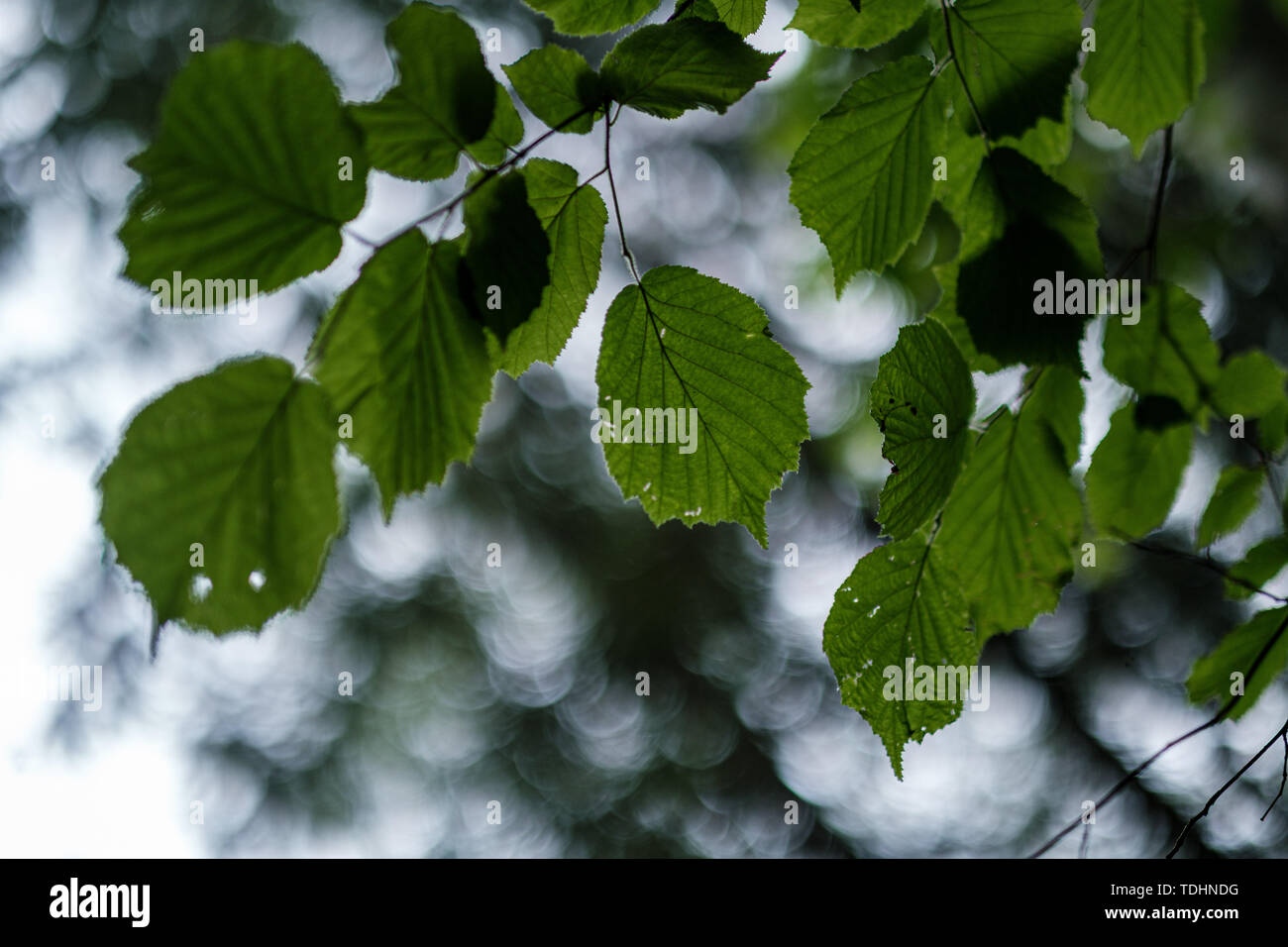 young fresh linden tree leaves in forest summer after the rain with ...