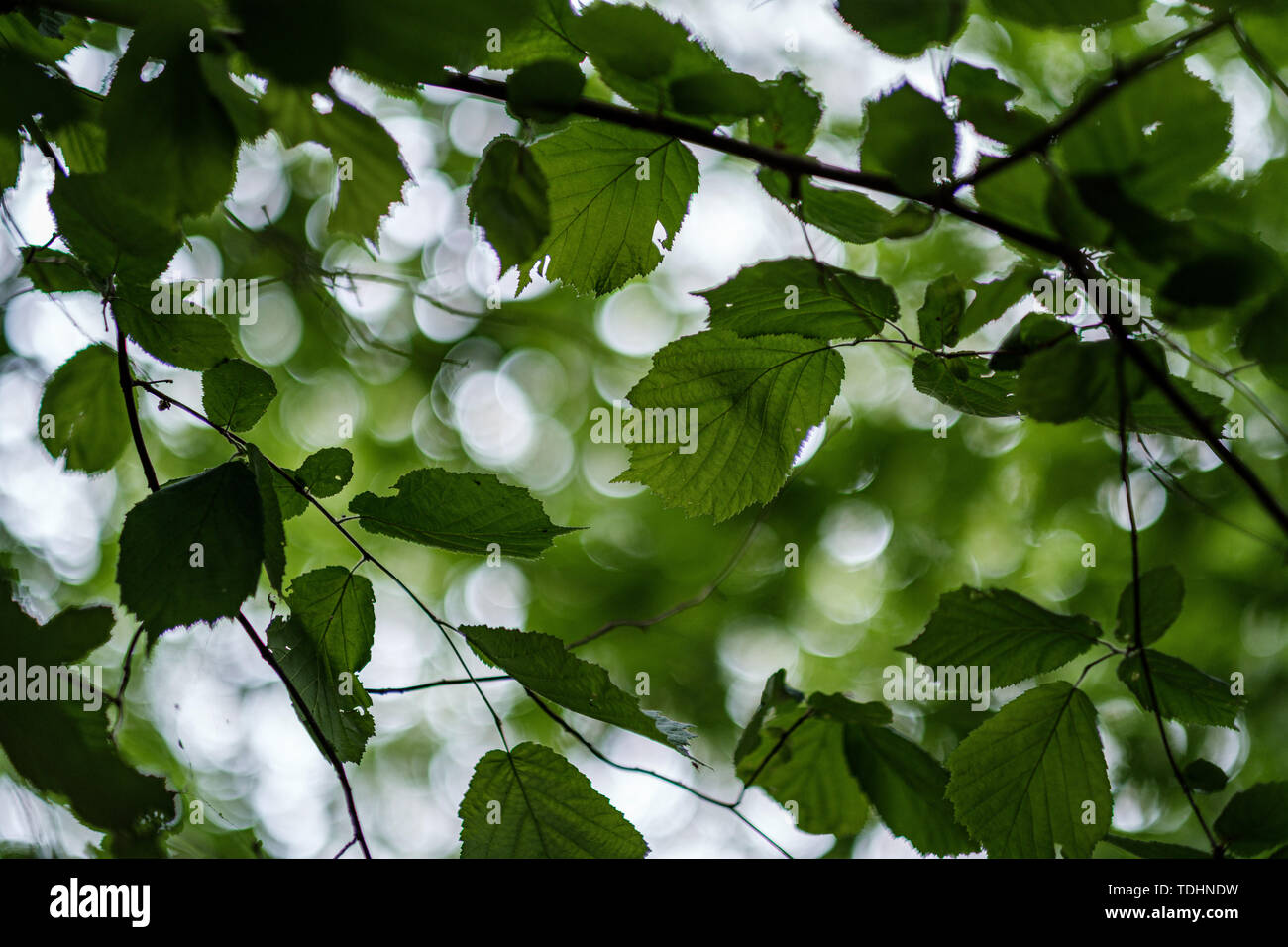 young fresh linden tree leaves in forest summer after the rain with ...