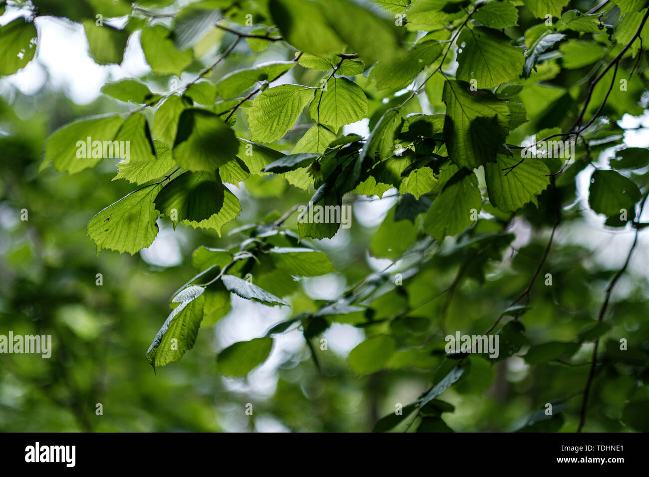 young fresh linden tree leaves in forest summer after the rain with ...