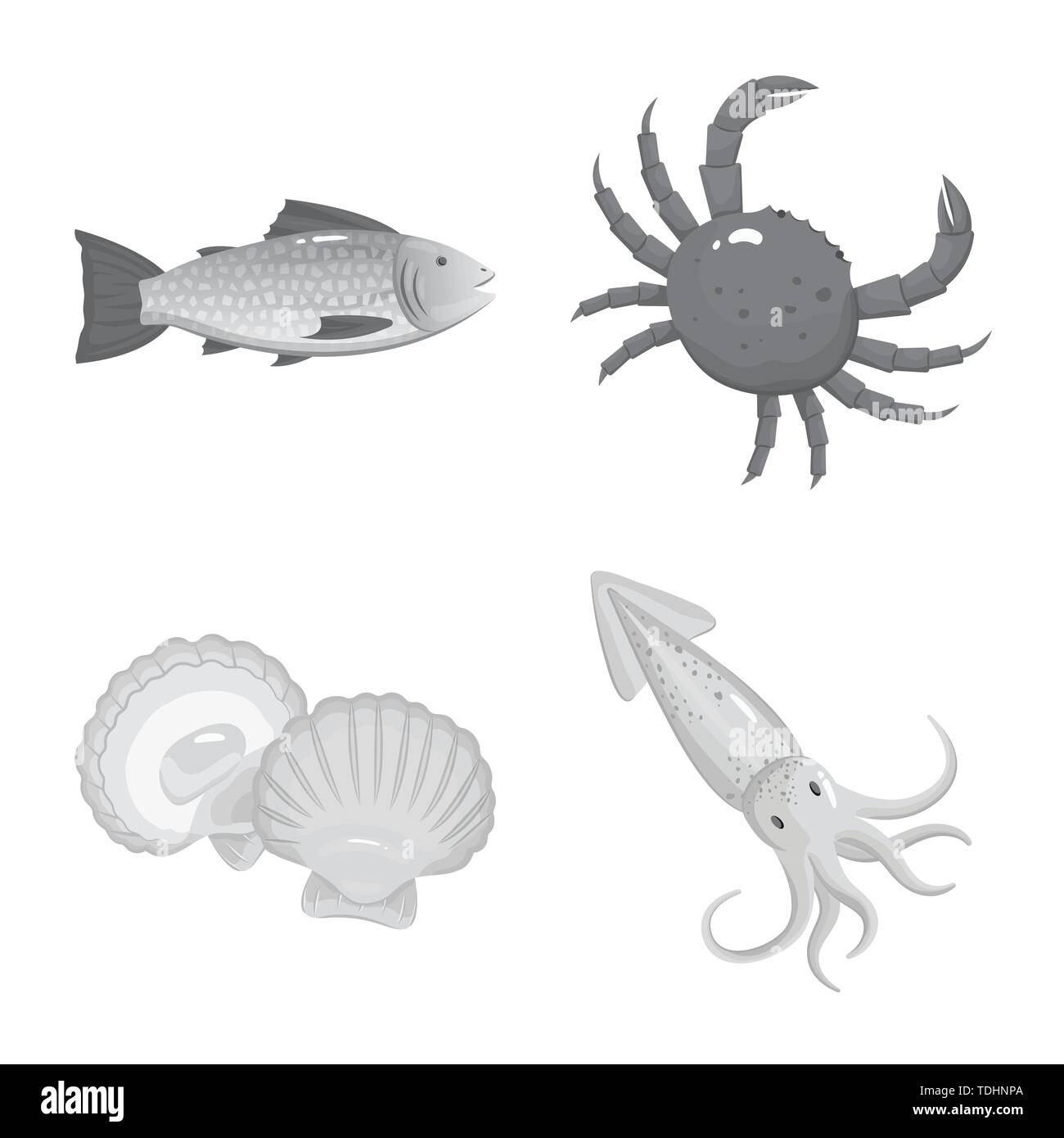 salmon,crab,jellyfish,octopus,fish,shell,squid,phosphorus,underwater ...