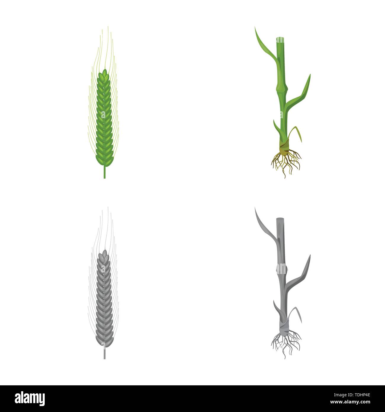 stem,winter,root,spring,spike,soil,durum,seed,crop,grow,cornfield,cycle ...