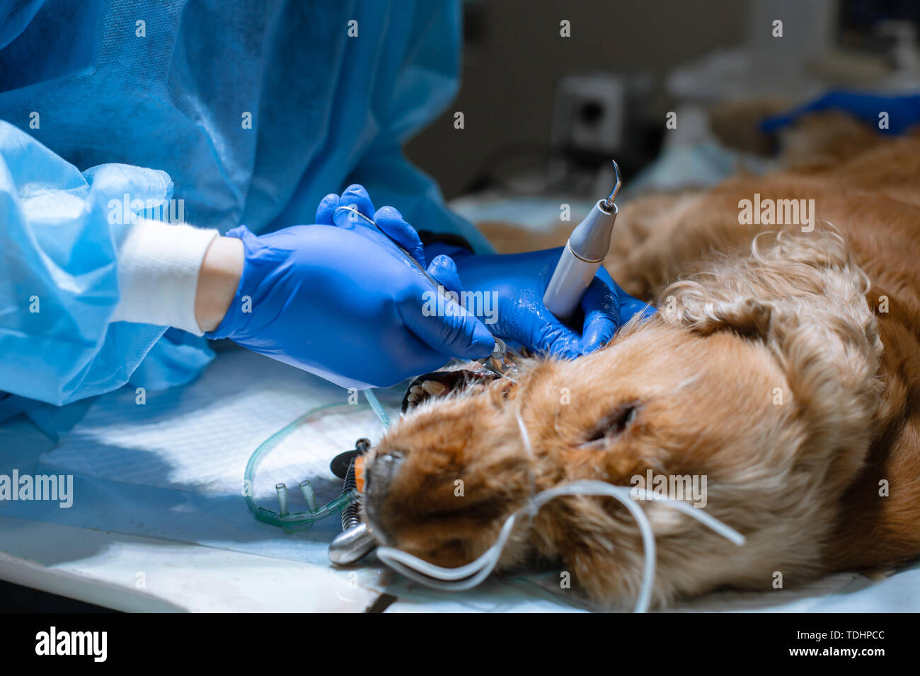 close-up procedure of professional teeth cleaning dog in a veterinary ...