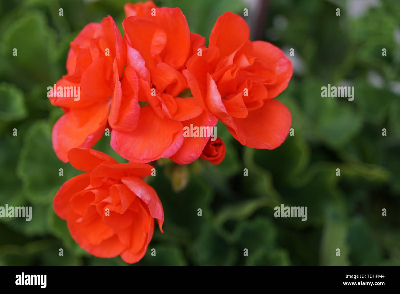 Red geranium flowers in summer garden. Close up and fresh Stock Photo ...