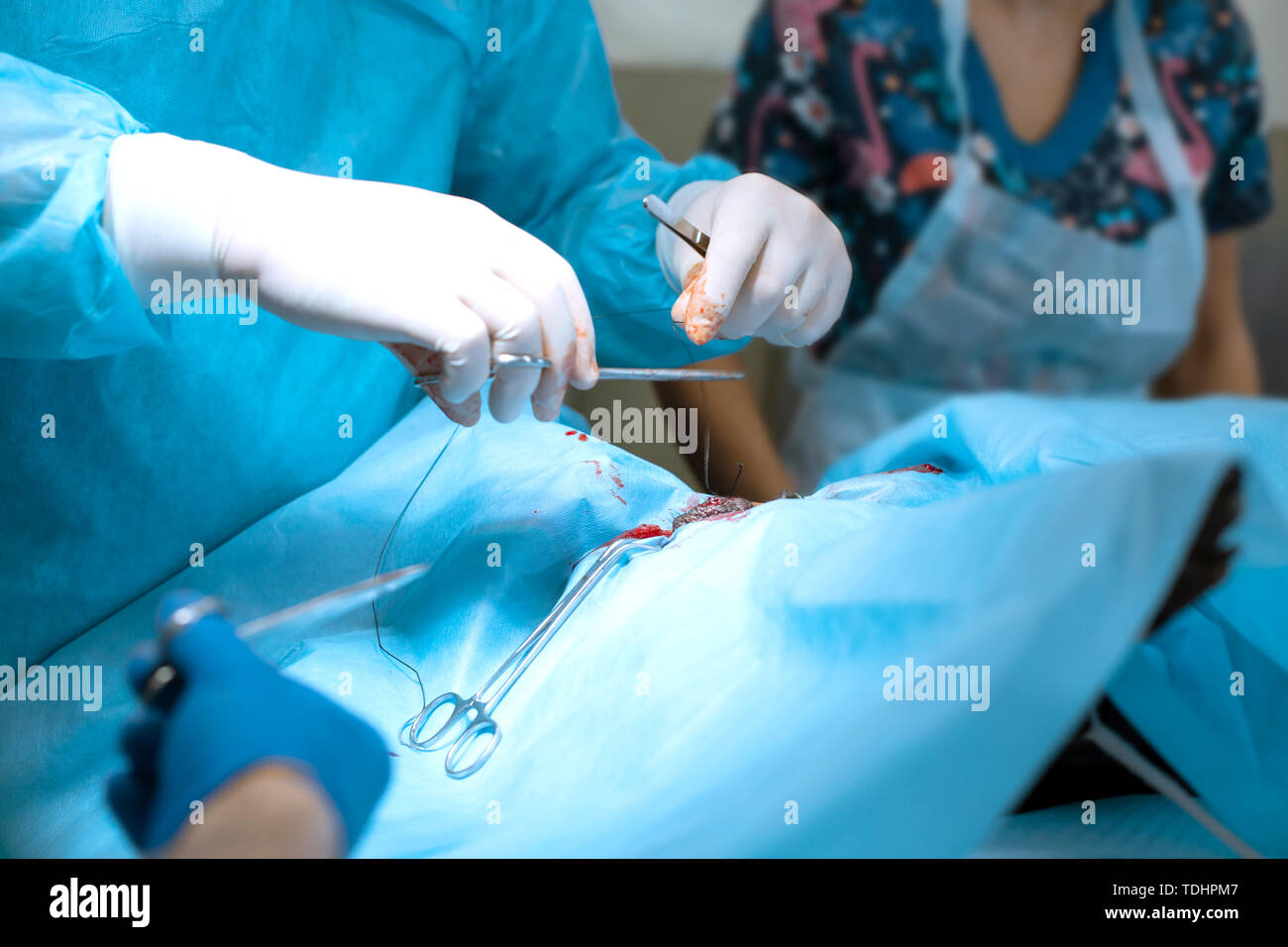 A surgeon veterinarian operates a dog in the operating room with an ...