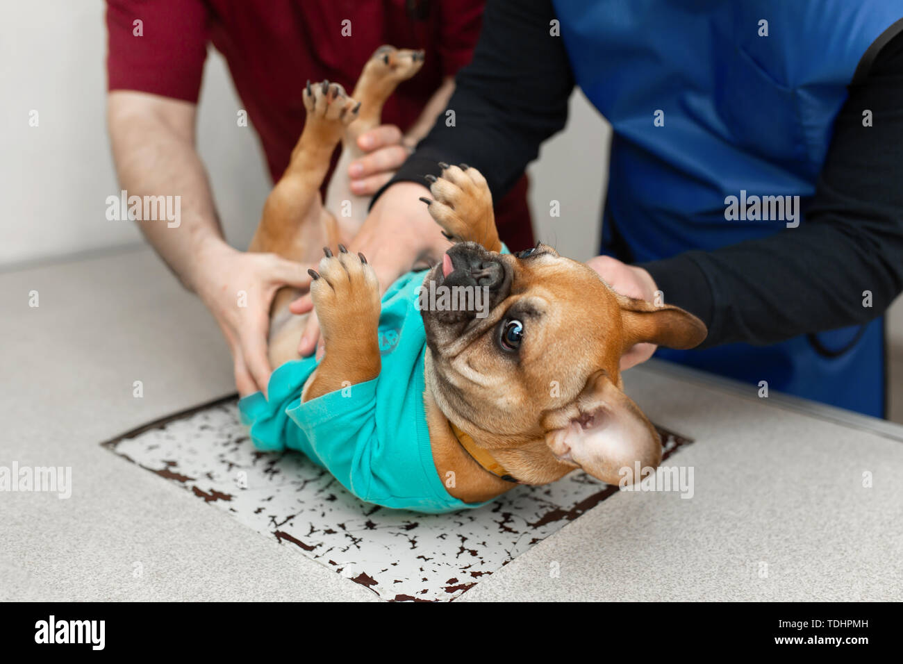 Dog do X-rays on the veterinary x-ray machine. Frightened puppy of ...